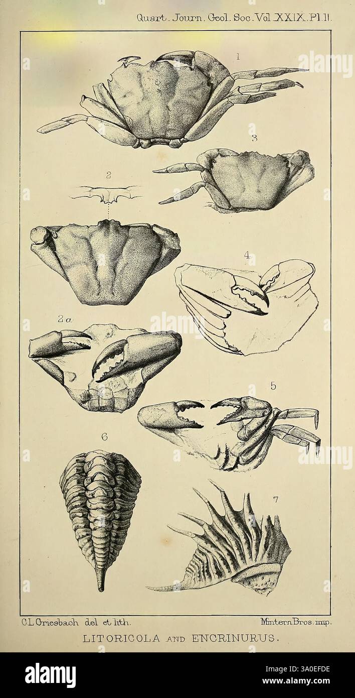 Complexity of aquatic life forms hi-res stock photography and images ...