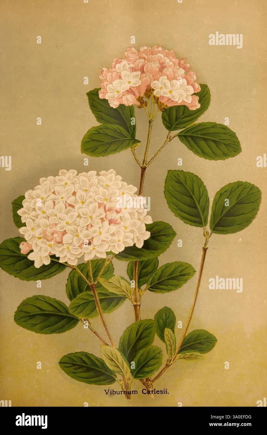 Flowers trees japan shrubs catalogs perennials hedges fruit tree hi-res ...