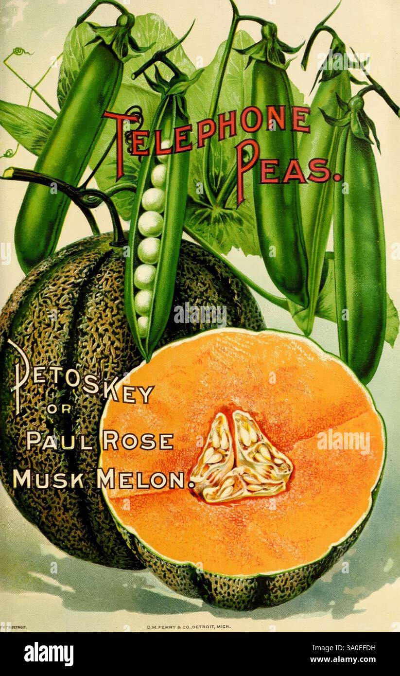 Two varieties of musk melon hi-res stock photography and images - Alamy