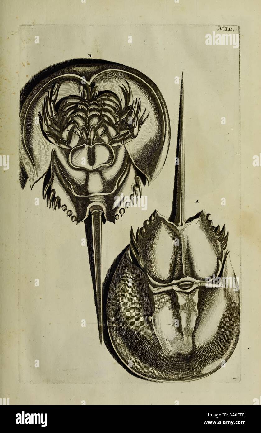 Horseshoe crabs distinctive morphology hi-res stock photography and ...