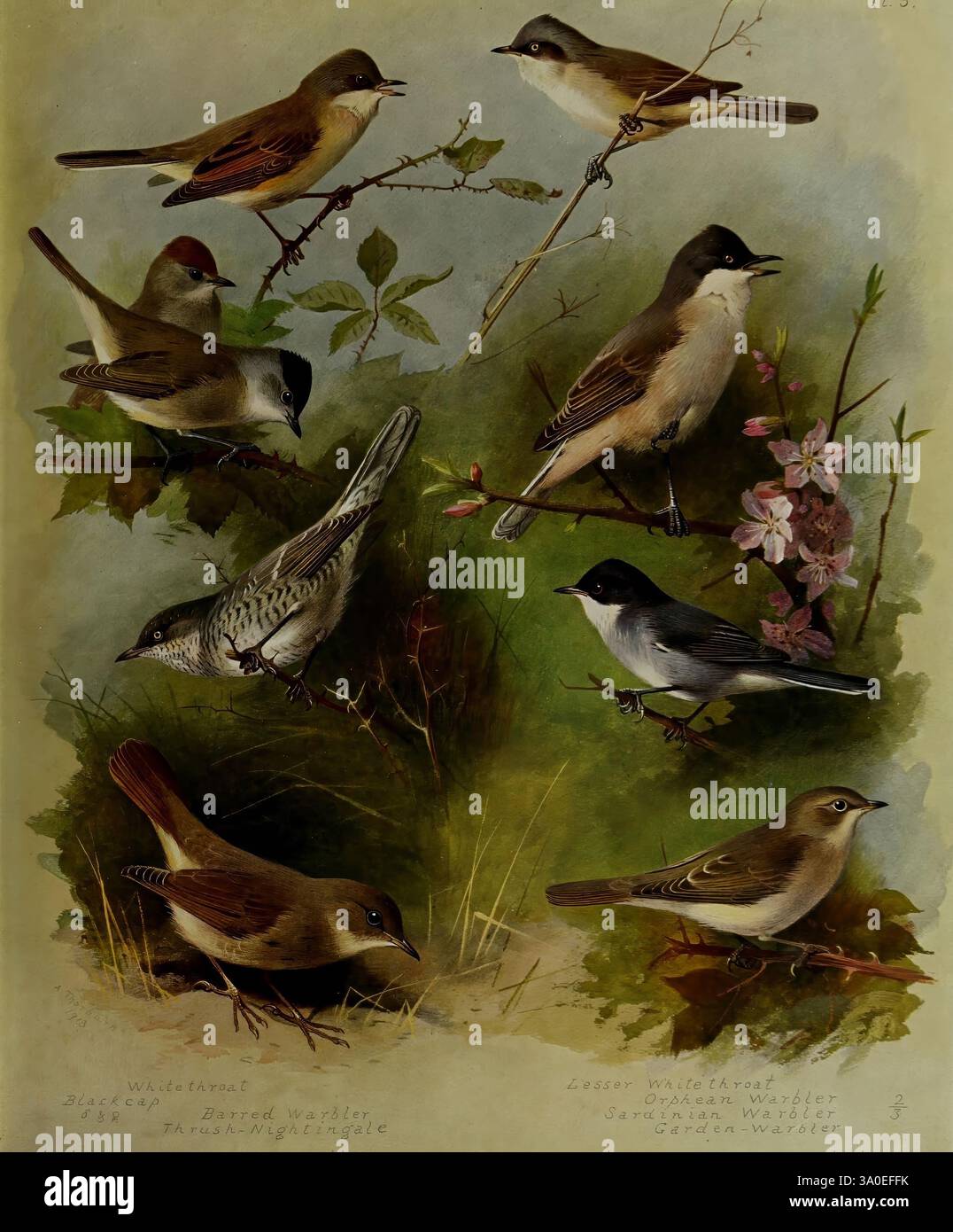 British birds, London, Longmans, Green, 1915-1916, Great Britain, bird ...