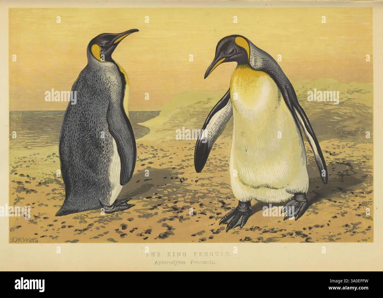 Curiosities of Ornithology, [1871?]. 1871 Birds Color Gold-blocked ...