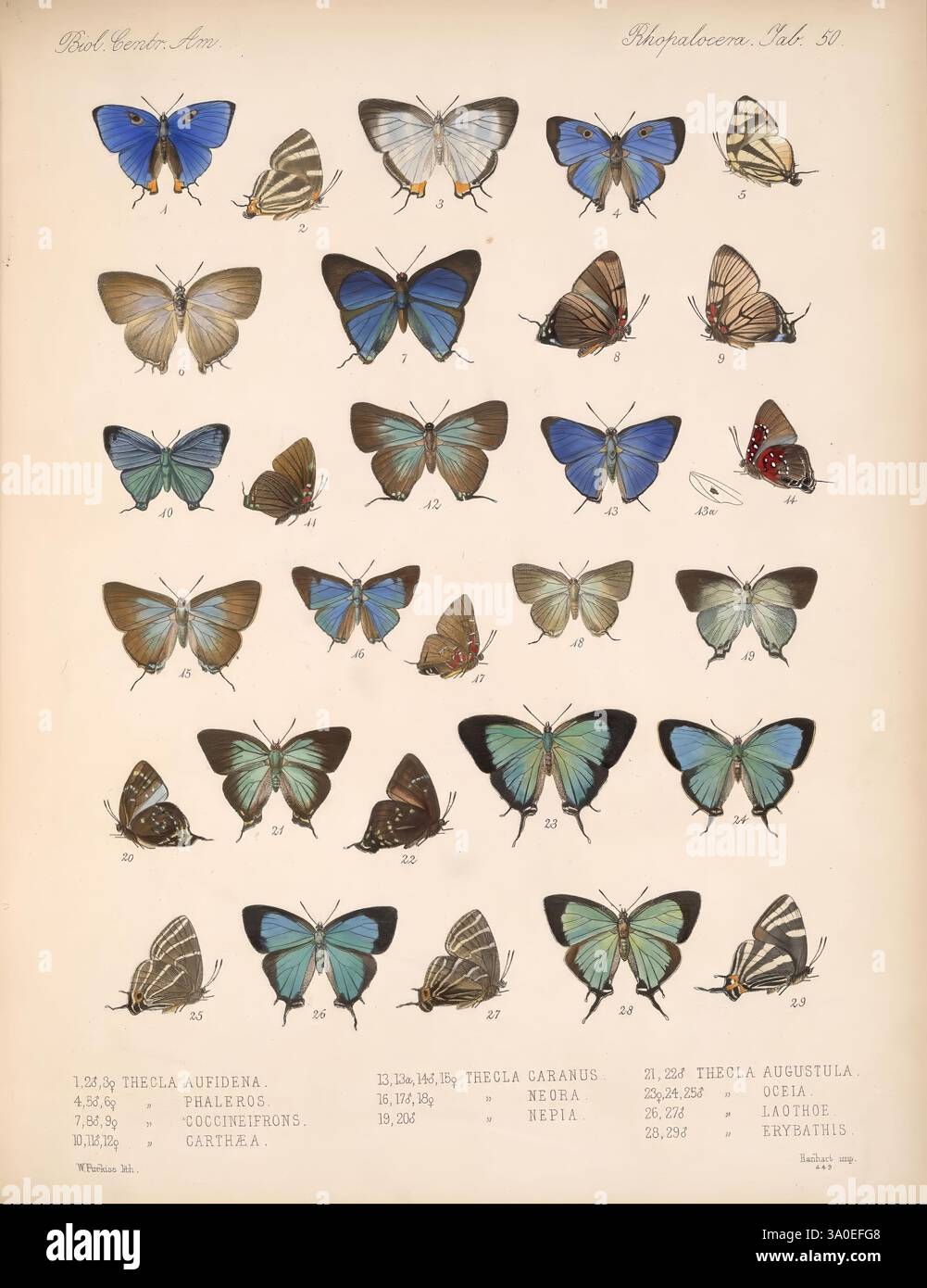 Diverse range of butterflies features hi-res stock photography and ...