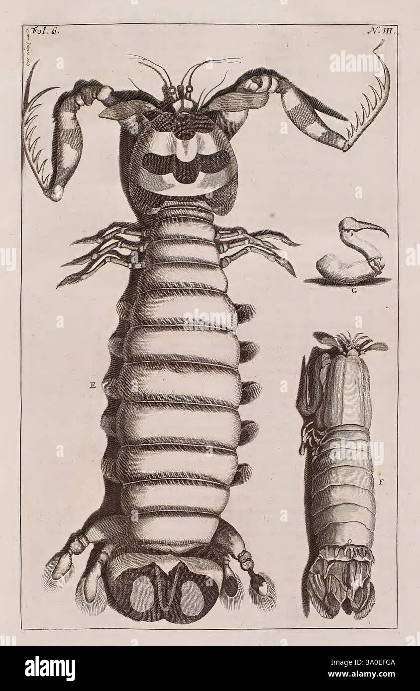 D'Amboinsche Rariteitkamer T'Amsterdam Gedrukt by François Halma 1705 ...
