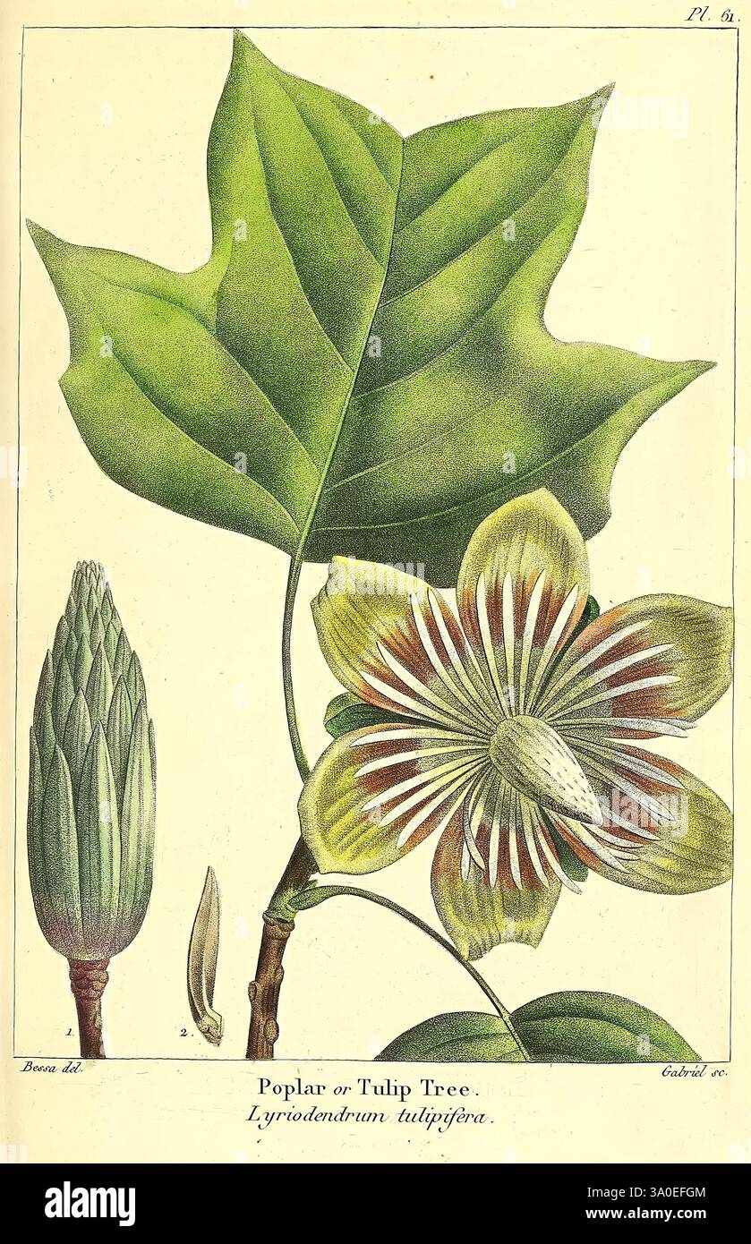 The North American Sylva, Philadelphia, R.P. Smith, 1853, Botany, North ...