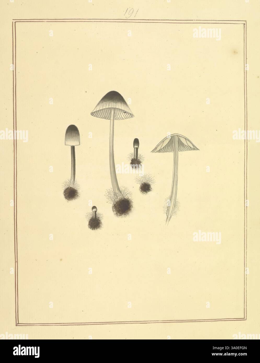 Fungi halifax identification nomenclature pictorial hi-res stock ...