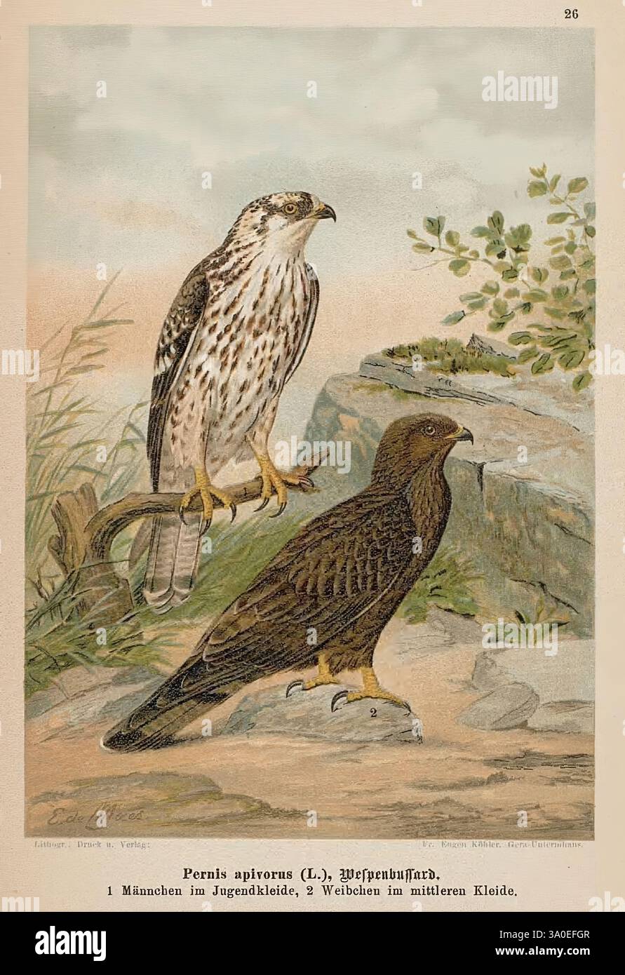 Raubvögel, Gera-Untermhaus, Fr. Eugen Köhler, [s.d.], Musée Cantonale ...