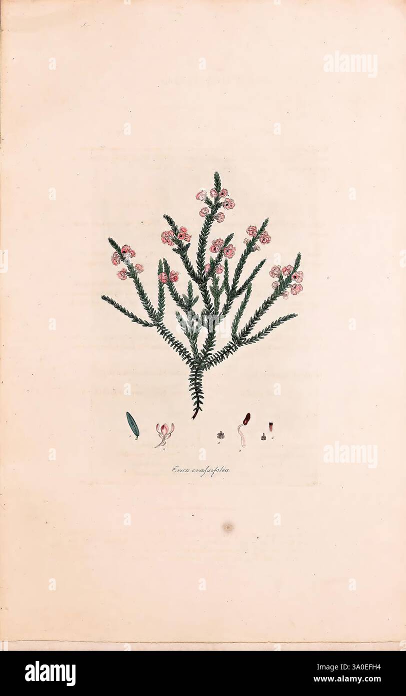 Smaller images represent hi-res stock photography and images - Alamy