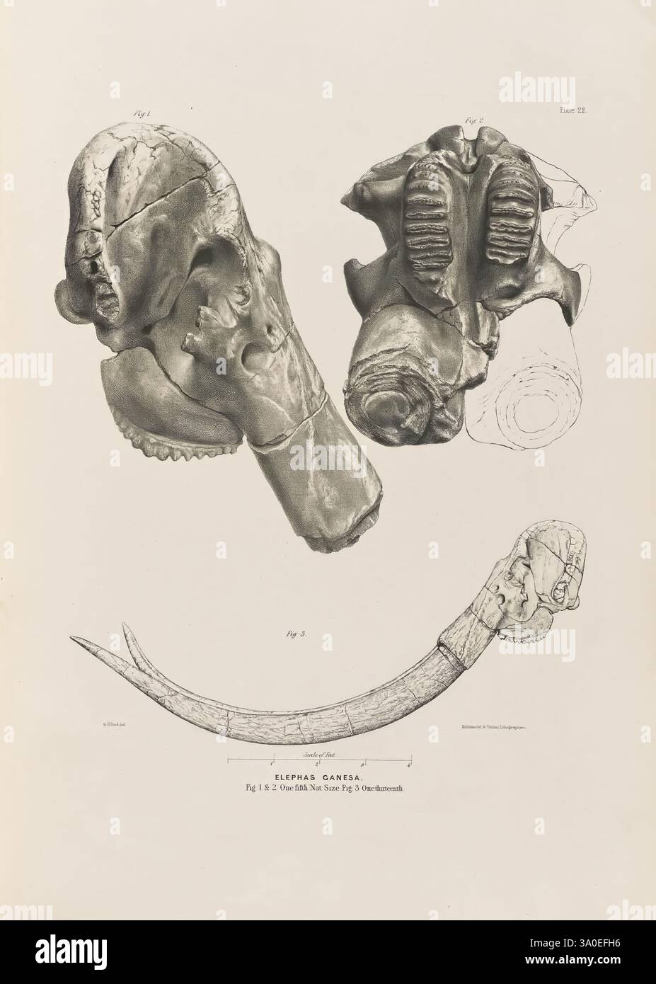 Fauna Antiqua Sivalensis Being The Fossil Zoology Of The Siwalik Hills ...