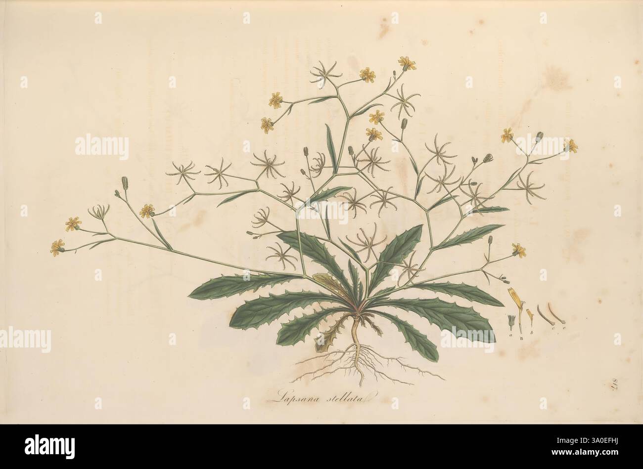 Flora Graeca, sive, Plantarum rariorum historia, quas in provinciis aut ...