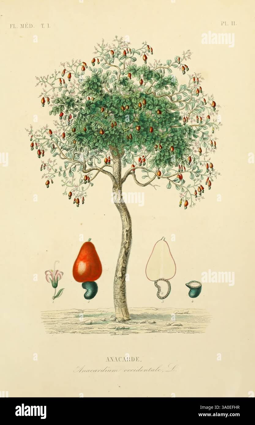 Le Règne végétal Paris L. Guérin 1870-72 biobibliography botany ...