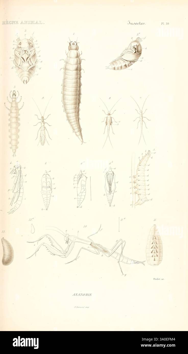 Anatomy of various insects hi-res stock photography and images - Alamy