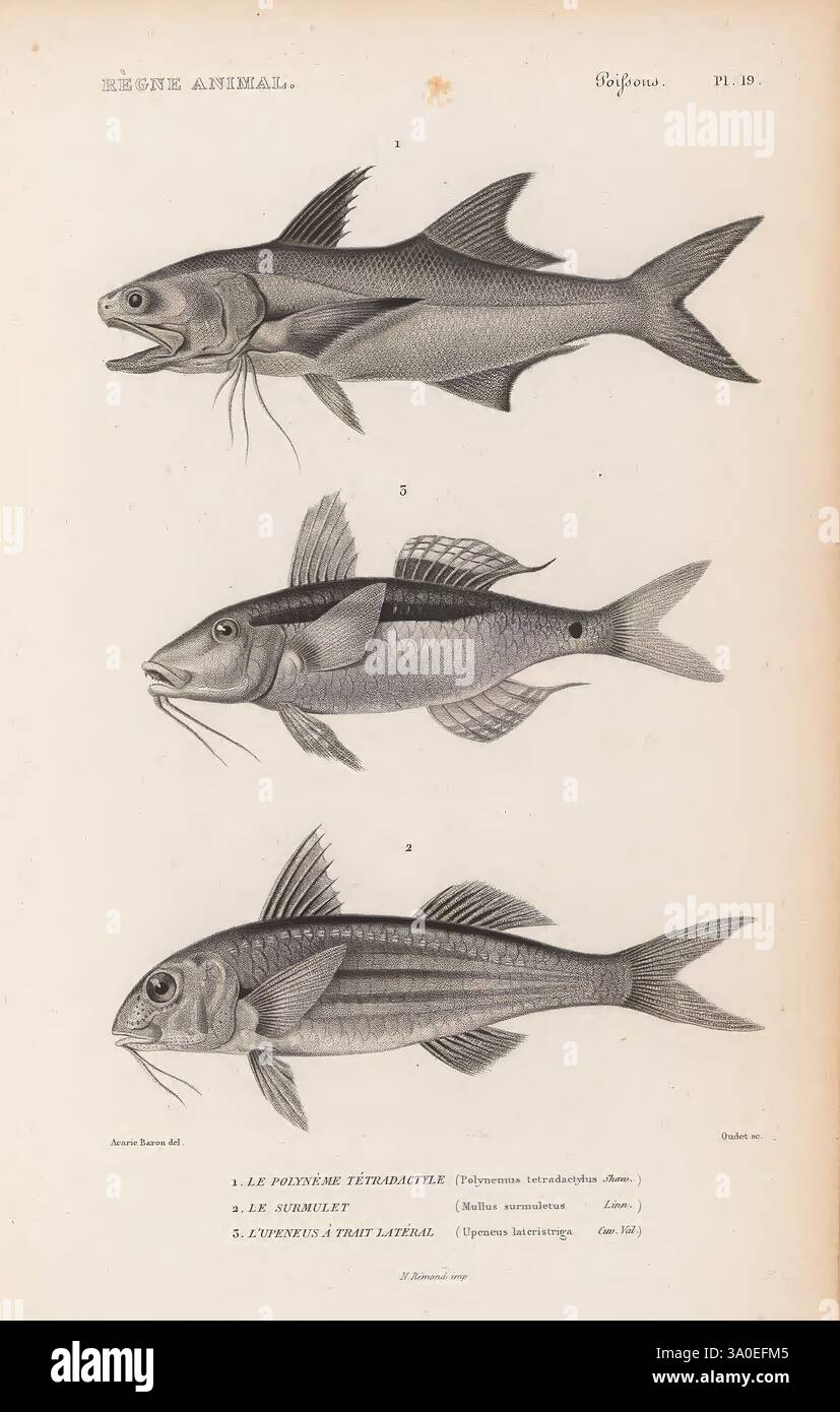 Displays distinctive lateral lines hi-res stock photography and images ...