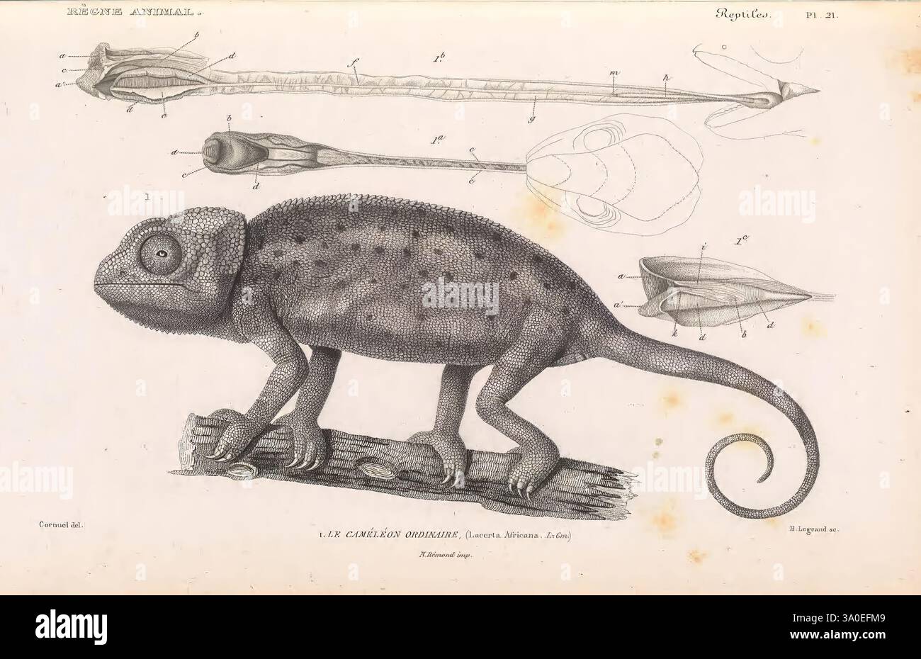 Skeletal flexure hi-res stock photography and images - Alamy