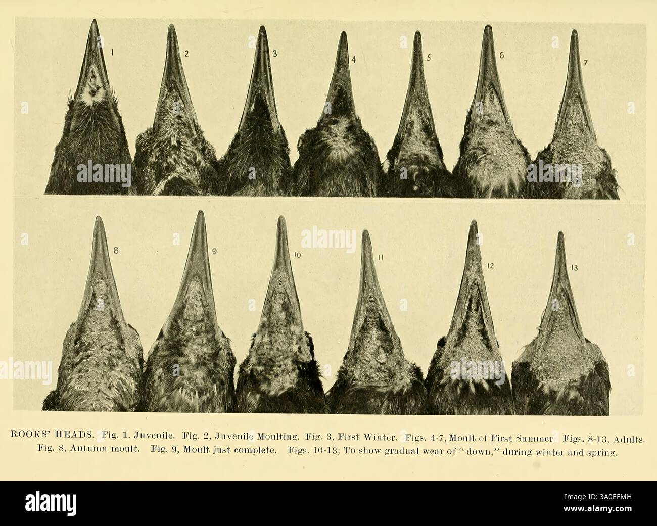 Showcasing differences in beak shapes hi-res stock photography and ...