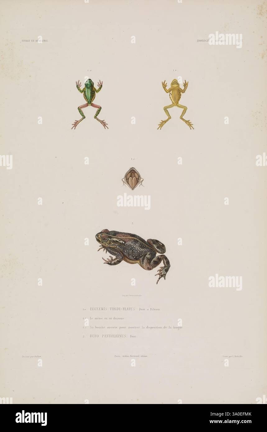 Illustration features three species of frogs hi-res stock photography ...
