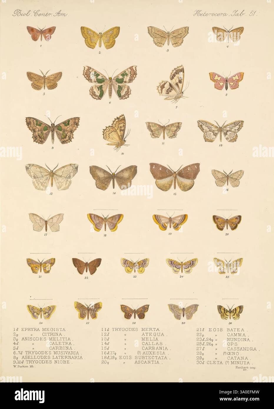 Layout features multiple rows of butterflies hi-res stock photography ...