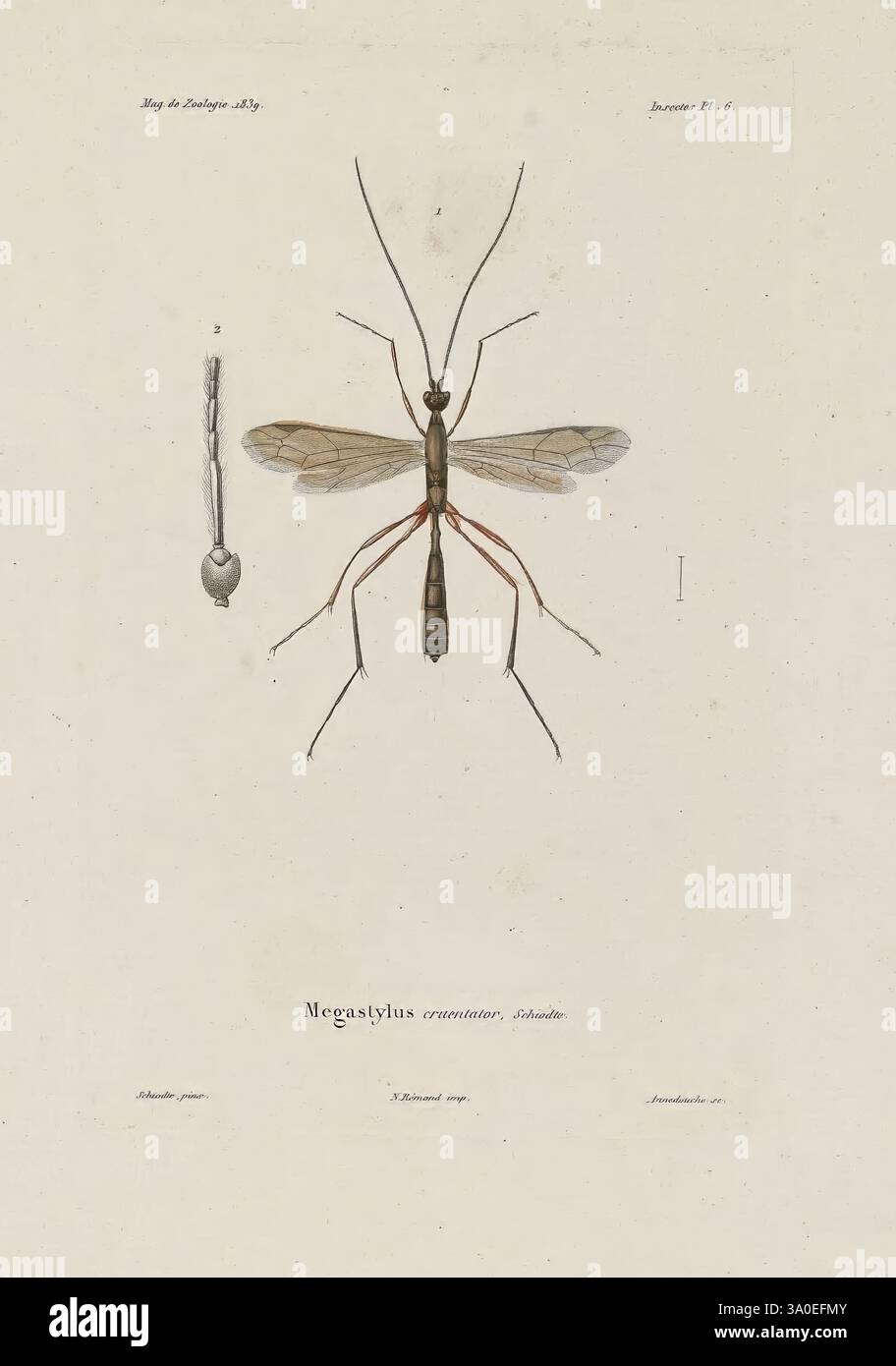 Wasps slender body structure hi-res stock photography and images - Alamy
