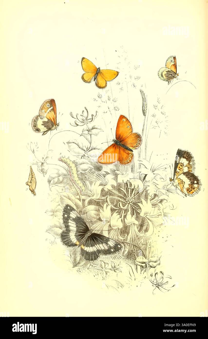 The genera and species of British butterflies, London, T. J. Allman ...