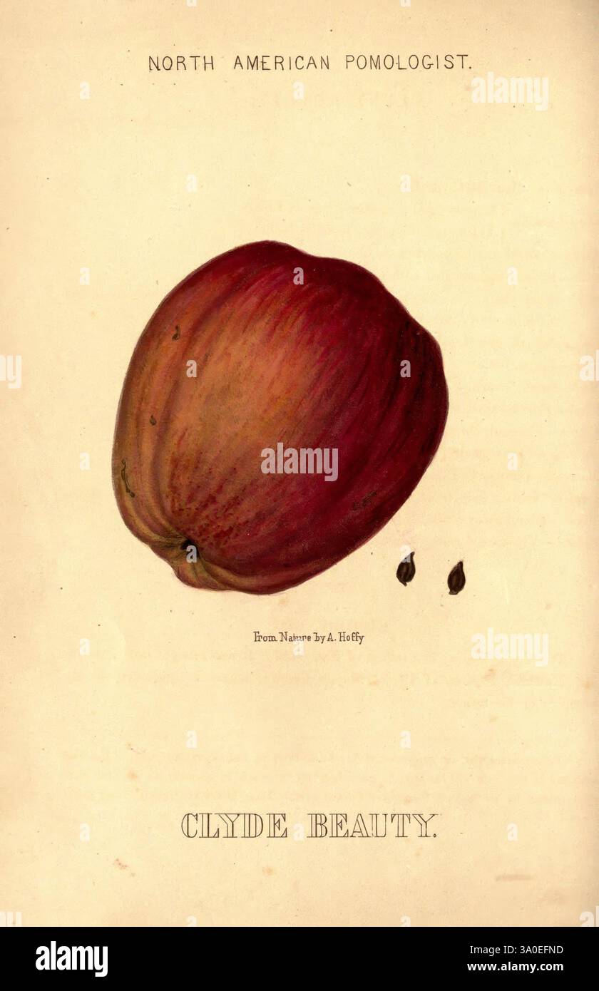 Apple fruit identification hi-res stock photography and images - Alamy