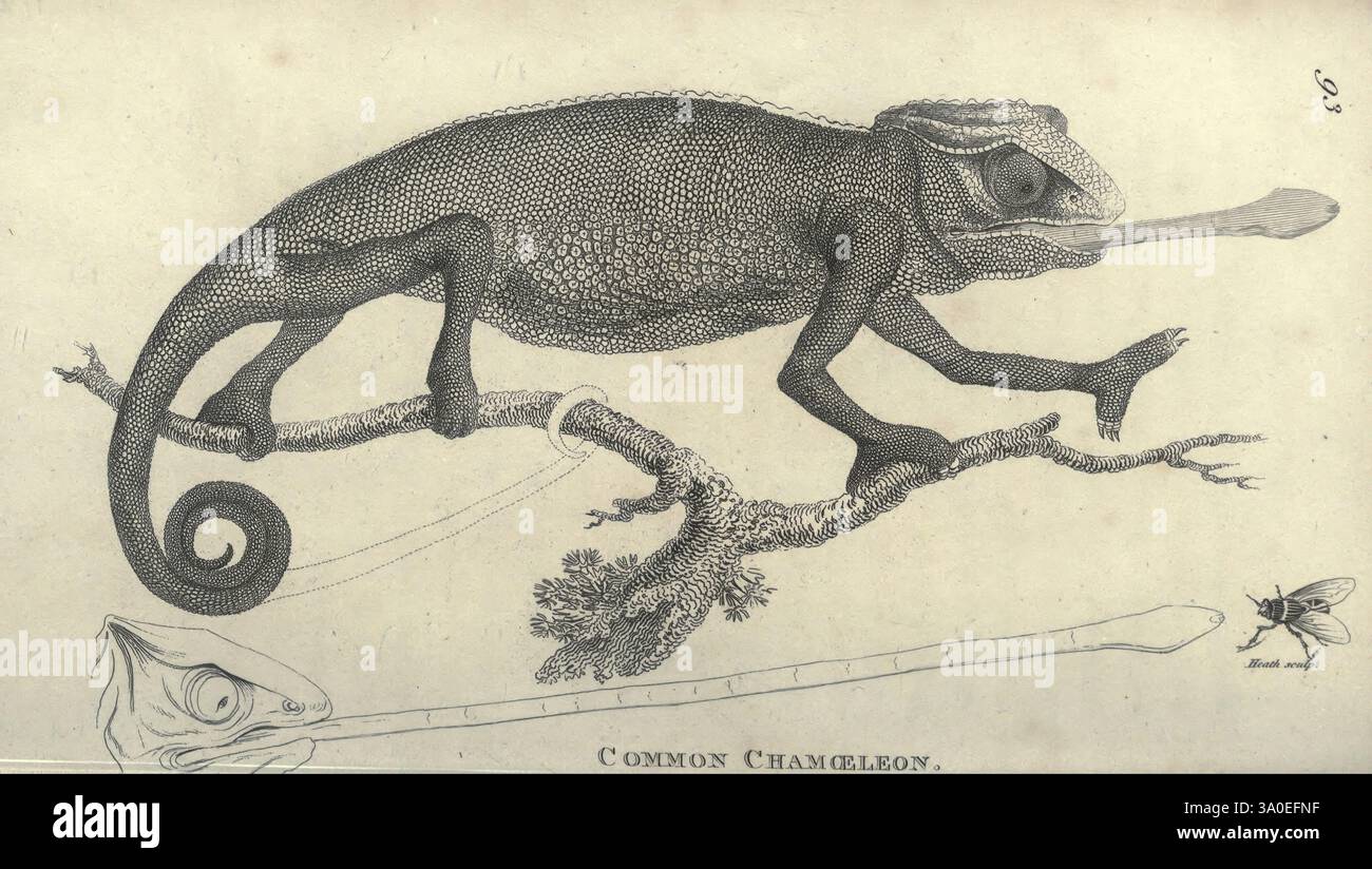 Chameleons remarkable hunting technique hi-res stock photography and ...