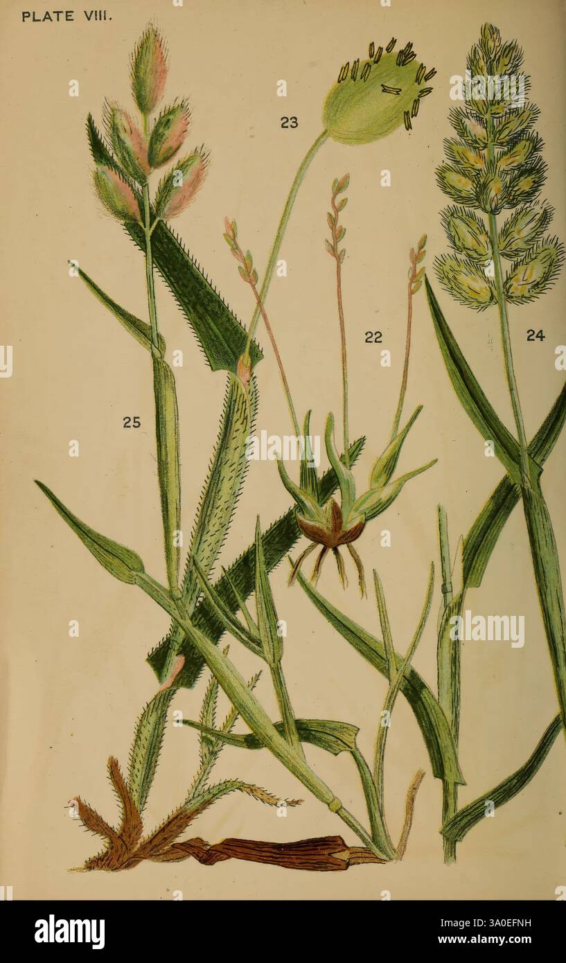 Manual of British Grasses London 1907 Great Britain Grasses, The ...