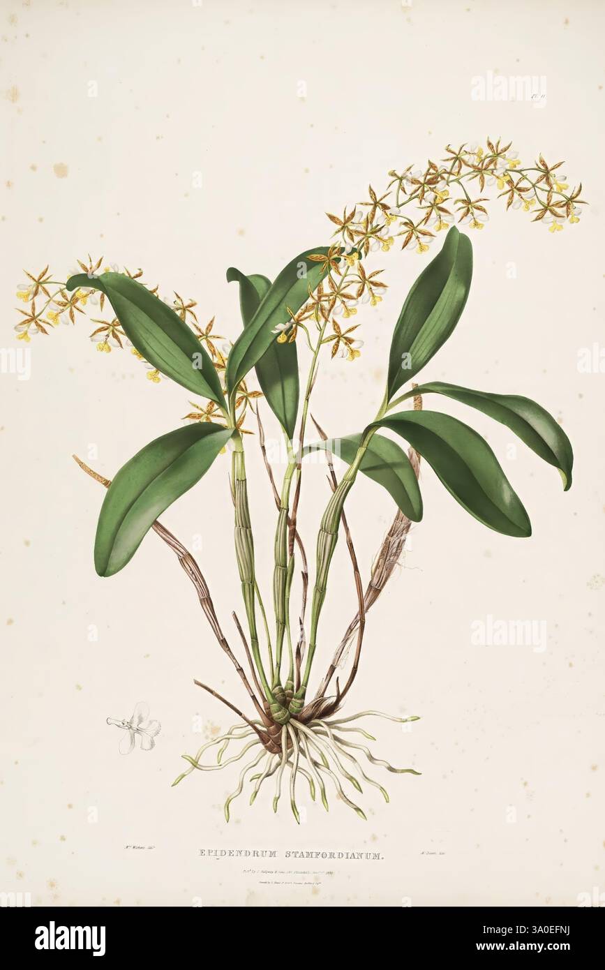 Bloom features intricate floral structure hi-res stock photography and ...