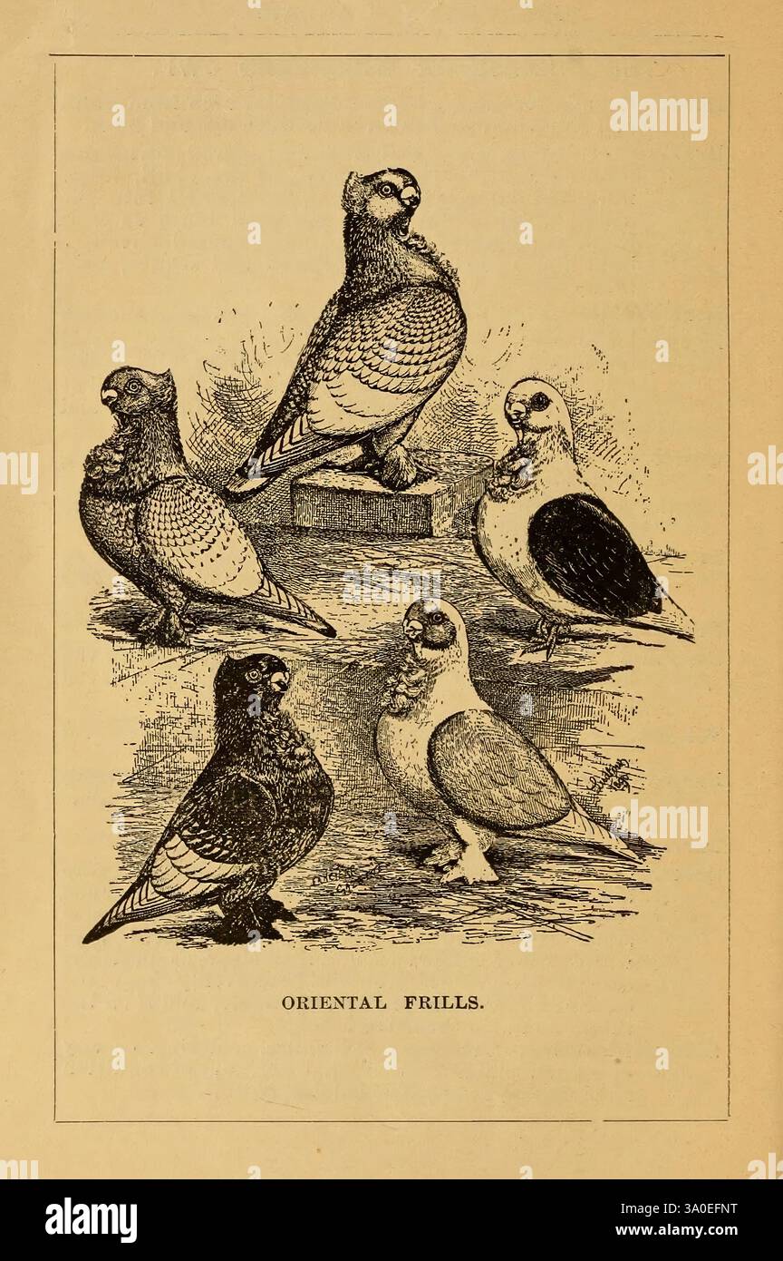 Group of five distinct oriental frill pigeons hi-res stock photography ...