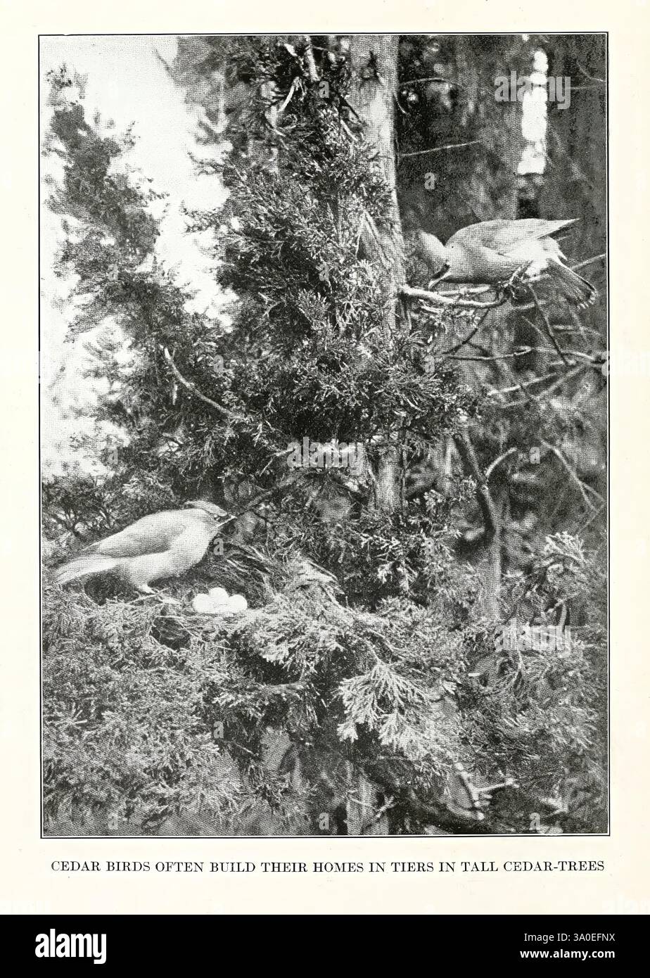 The human side of birds, New York, Frederick A. Stokes Company [c1917 ...