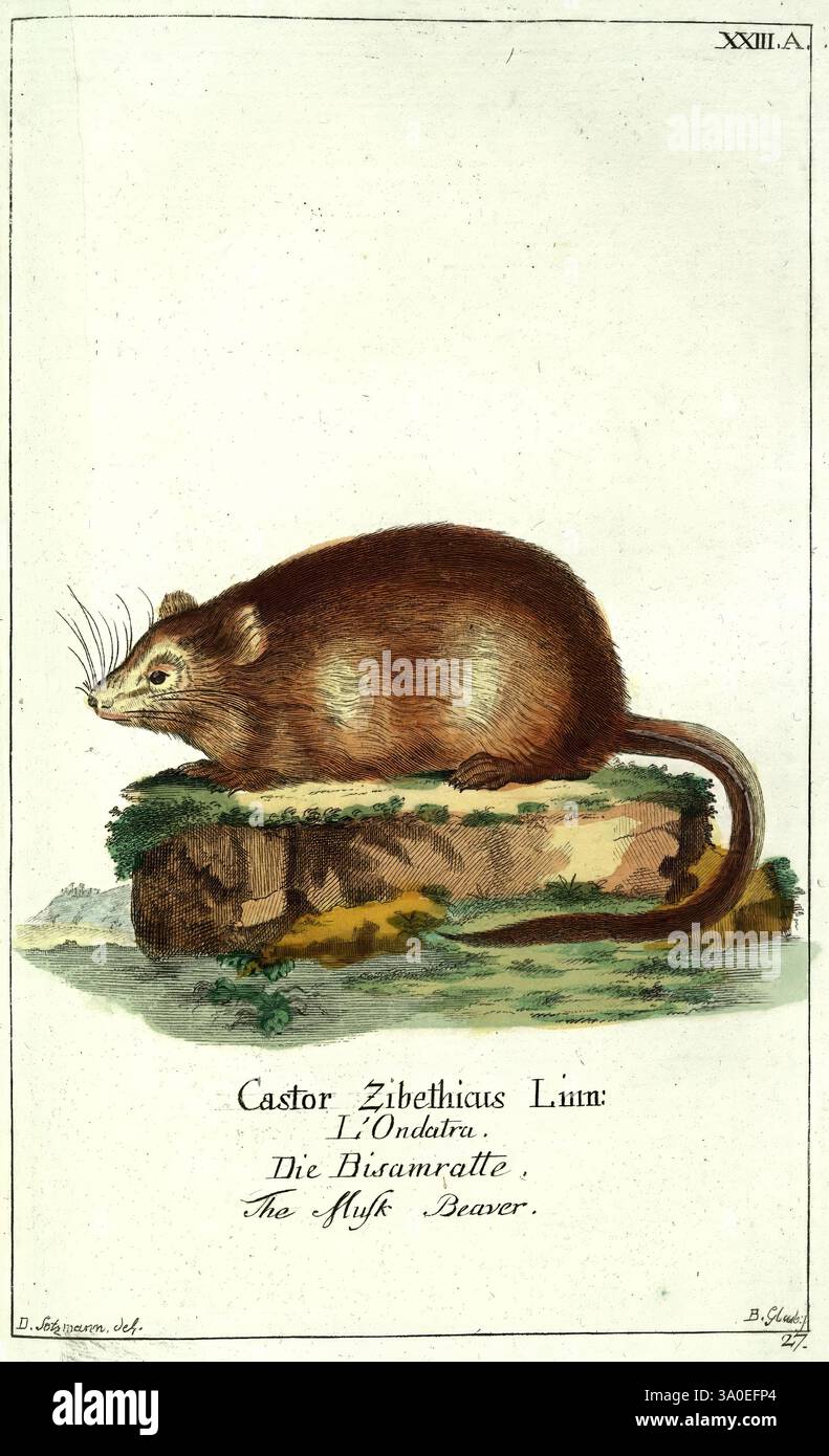 Castor zibethius lin hi-res stock photography and images - Alamy
