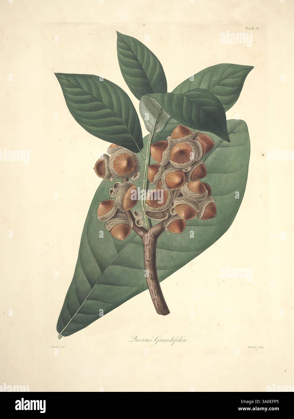 Alongside clusters of capsule hi-res stock photography and images - Alamy