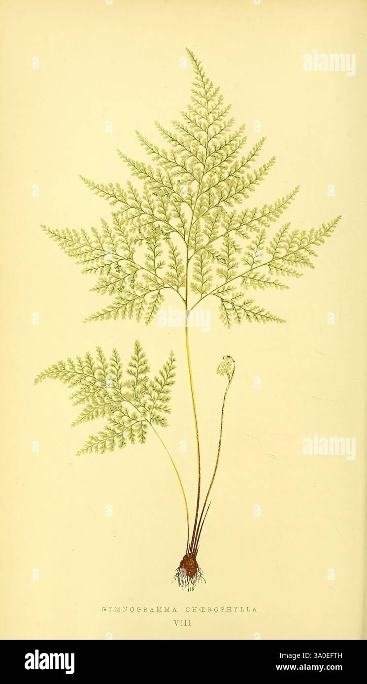 Textures typical of fern species hi-res stock photography and images ...