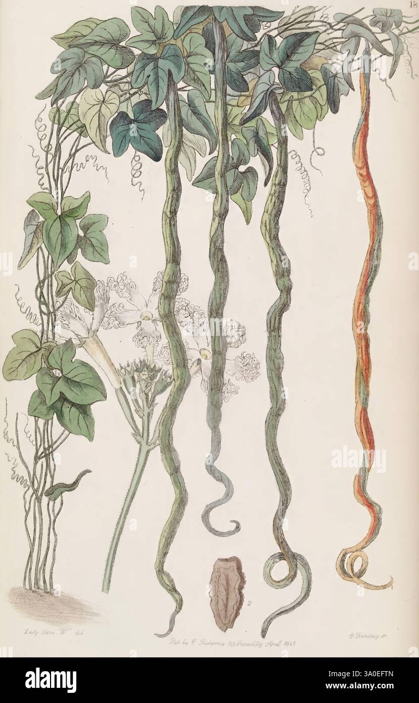 Edwards's Botanical Register, London, James Ridgway, 1829-1847, 1829 ...