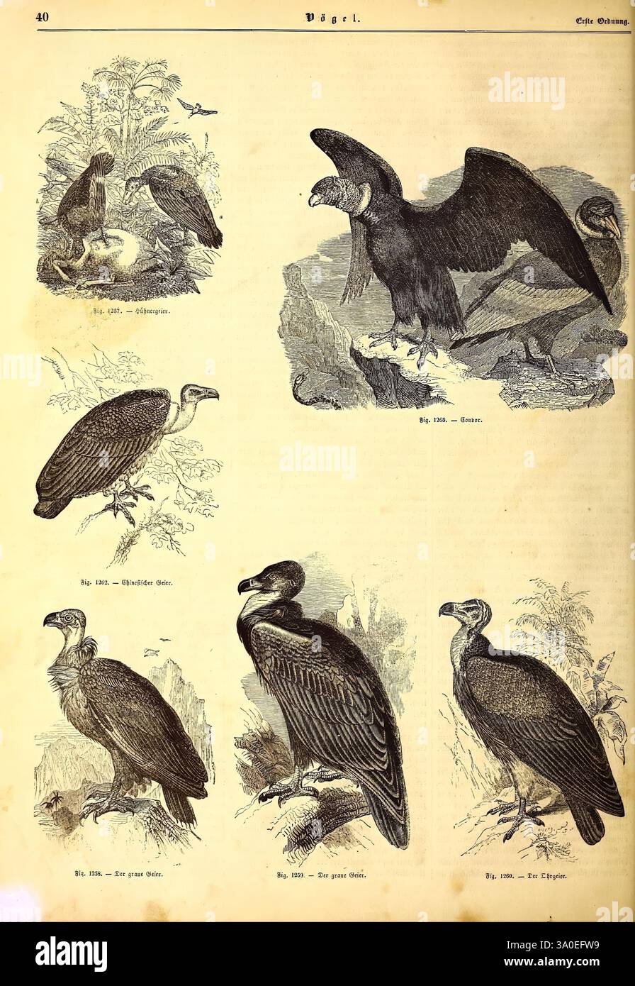 Prominent wingspan hi-res stock photography and images - Alamy