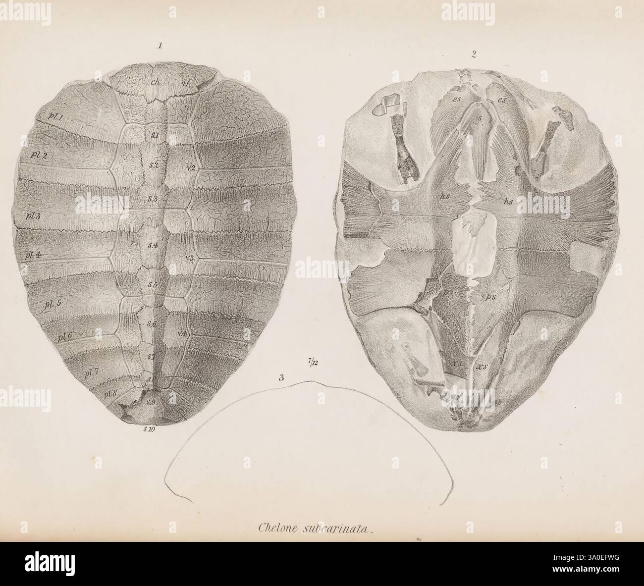 Argillochelys subcristata hi-res stock photography and images - Alamy