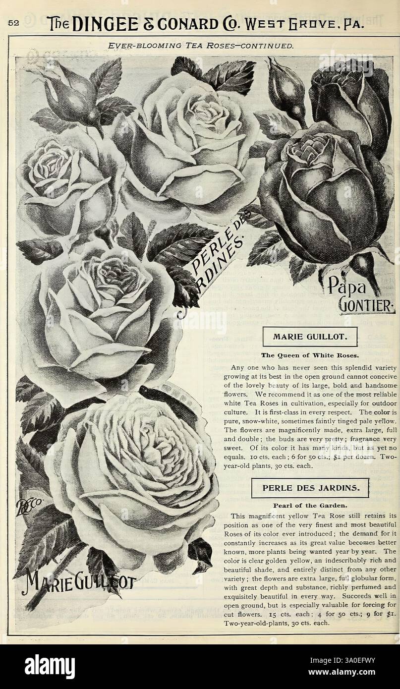 Our new guide to rose culture, West Grove, Pa, The Dingee & Conard Co ...