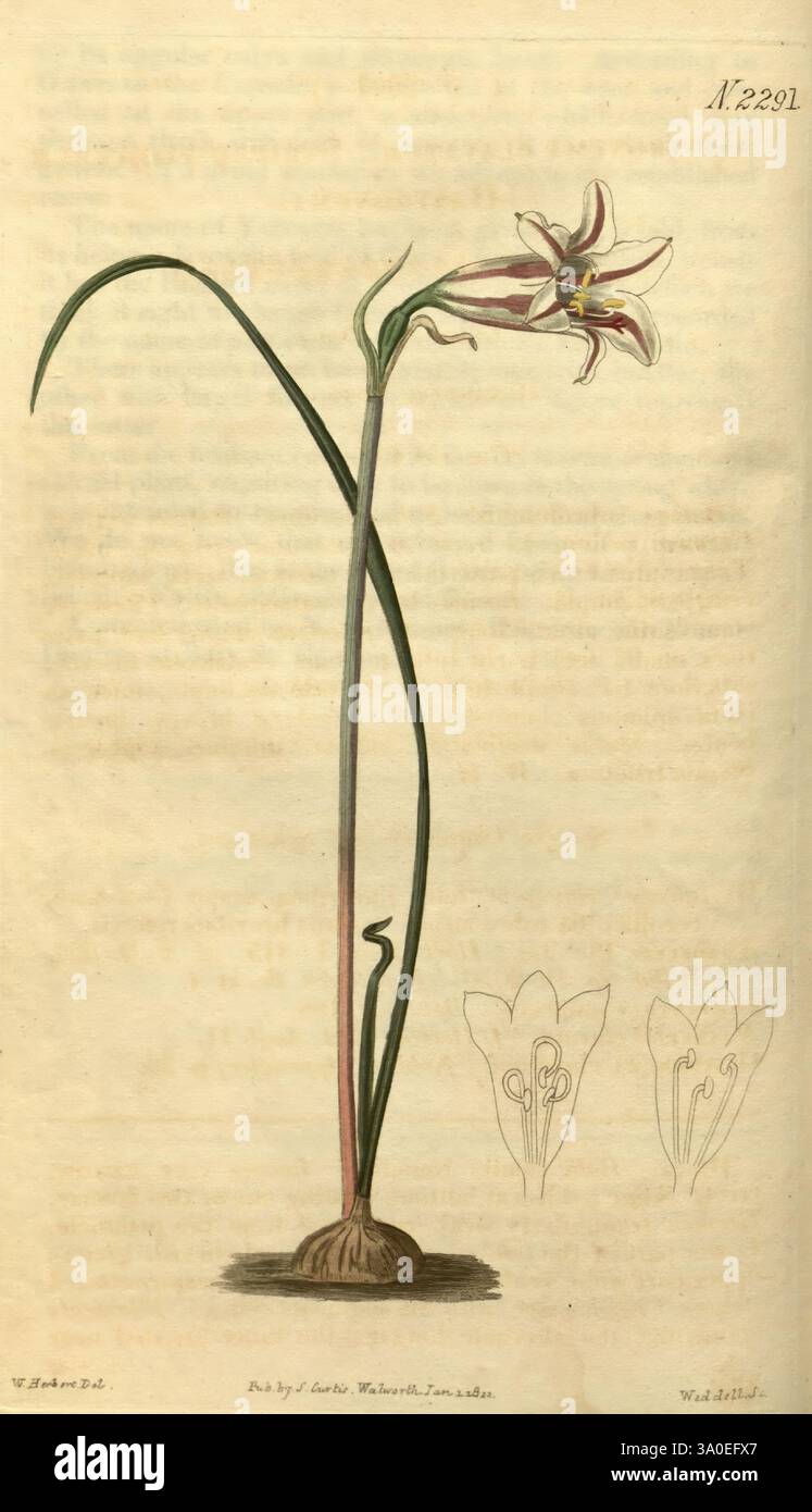 Curtis's Botanical Magazine London New York etc. botanical illustration ...