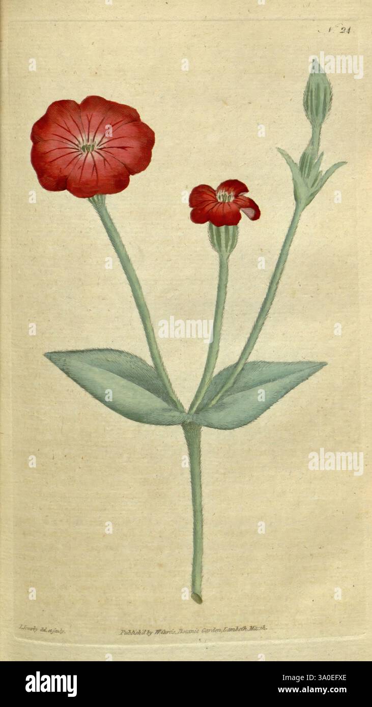 Supports two distinct flowers hi-res stock photography and images - Alamy