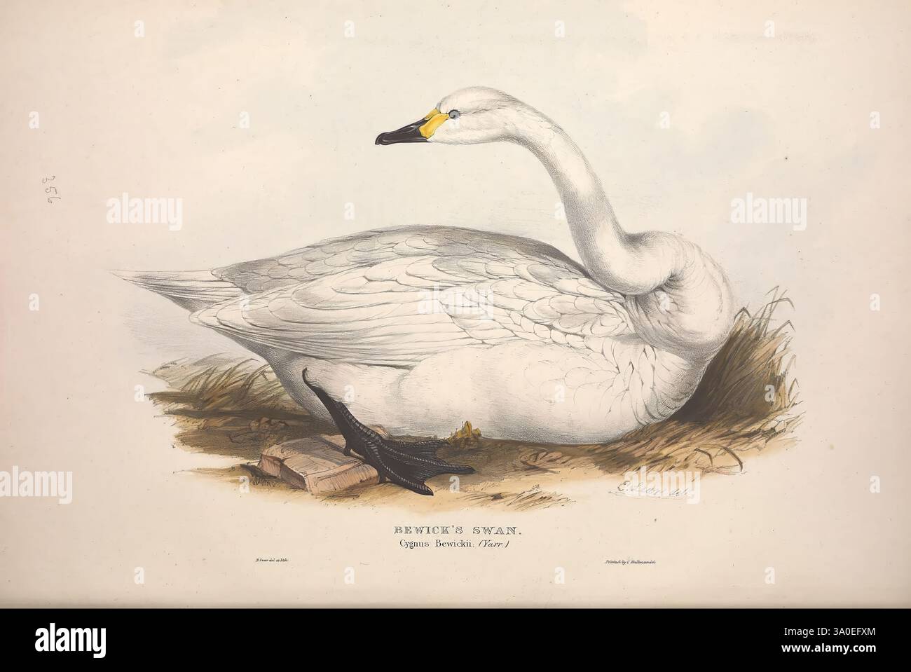 Birds of europe london 1837 birds europe pictorial works edward hi-res ...