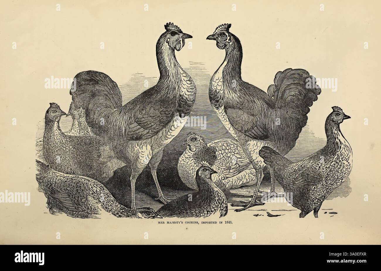 Range of feather patterns hi-res stock photography and images - Alamy