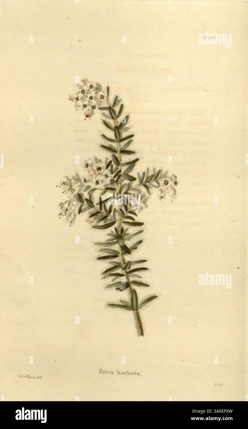 Erica barbara hi-res stock photography and images - Alamy