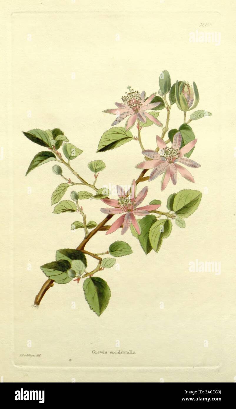 Gerardia occidentalis hi-res stock photography and images - Alamy