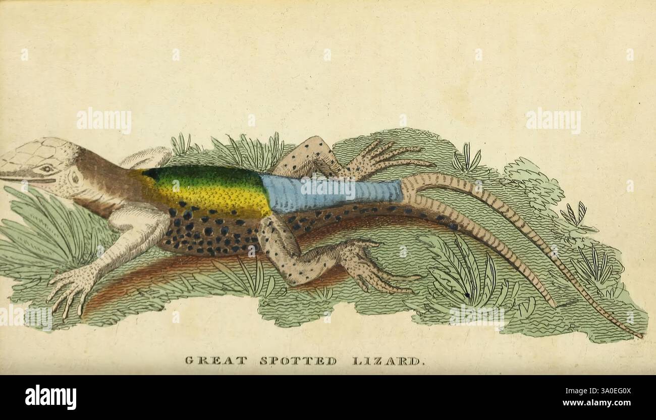 Lizards connection hi-res stock photography and images - Alamy