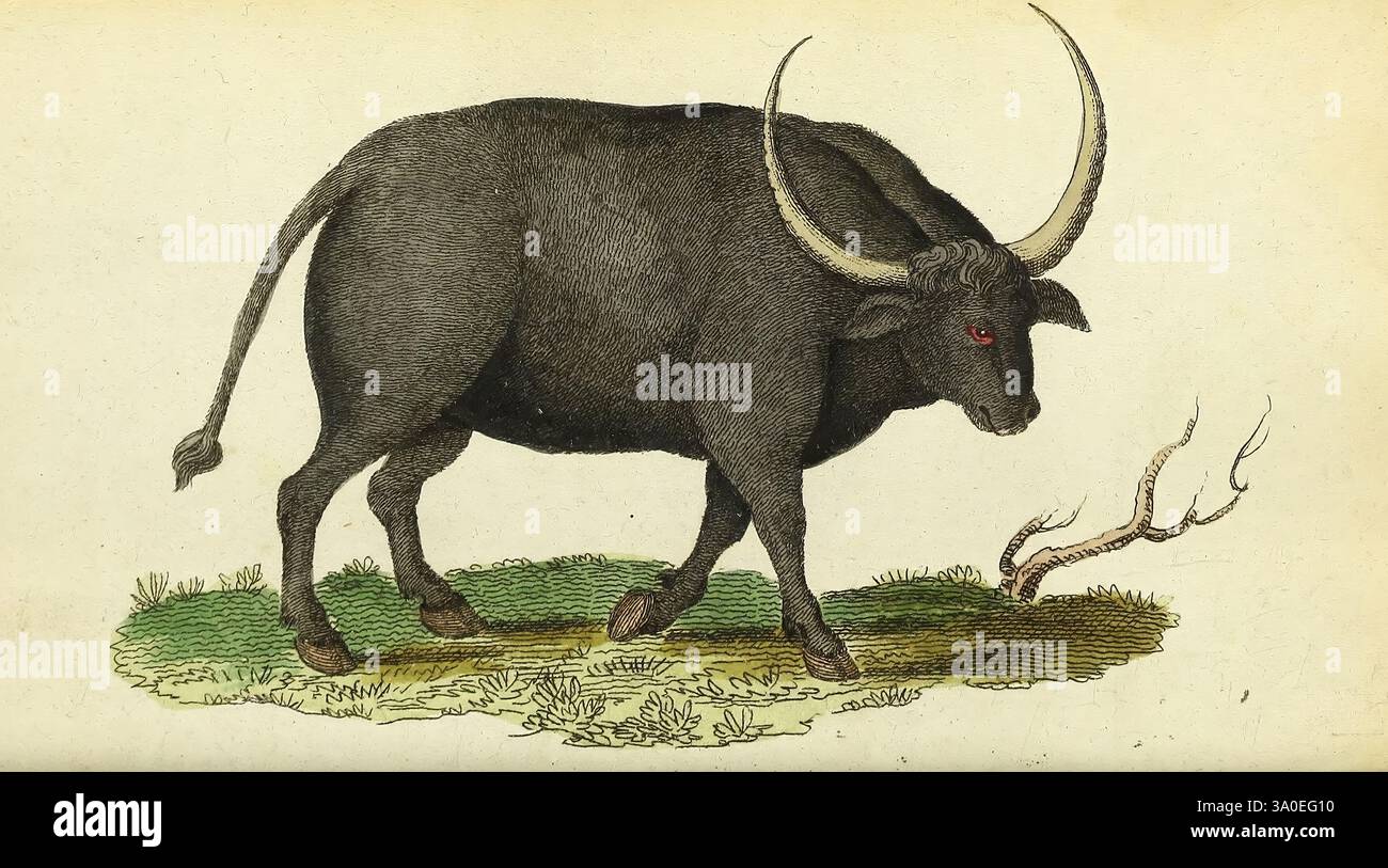 Bulls energetic movement hi-res stock photography and images - Alamy