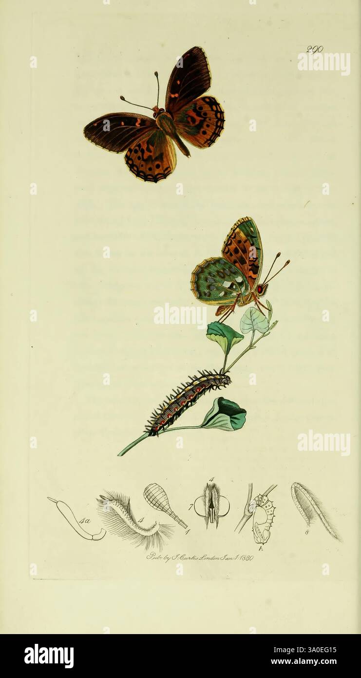 Caterpillars life cycle adjacent hi-res stock photography and images ...