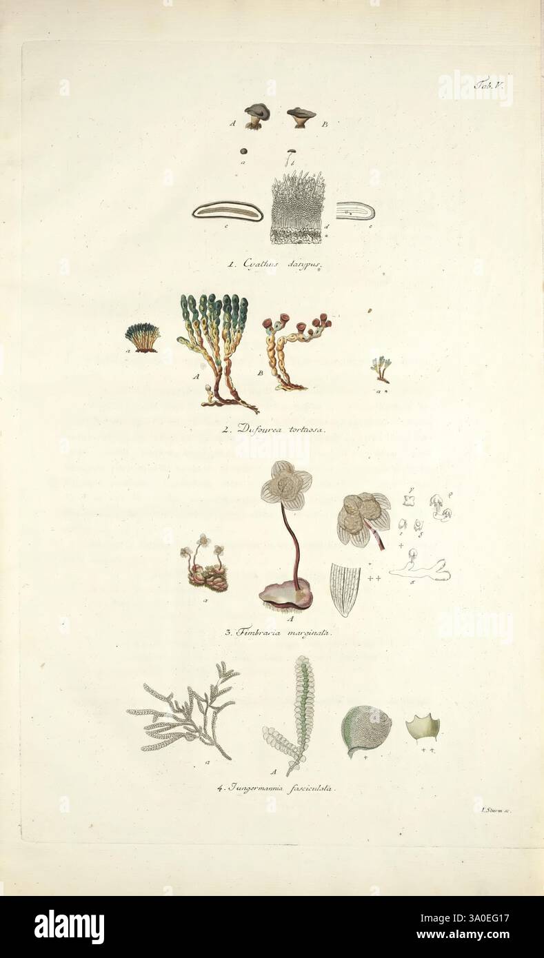 Horae physicae Berolinenses, Bonnae, Adolphi Marcus, 1820, 1820, botany ...