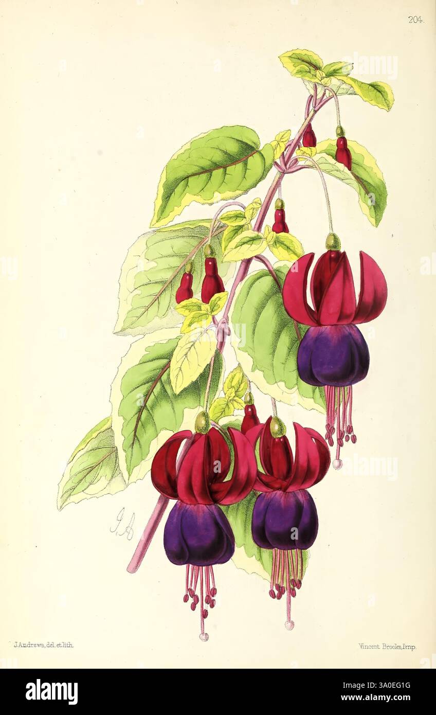 Beautifully illustrated depiction of fuchsia flowers hi-res stock ...
