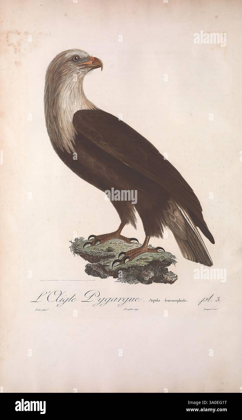 Species aquila leucoryphus hi-res stock photography and images - Alamy