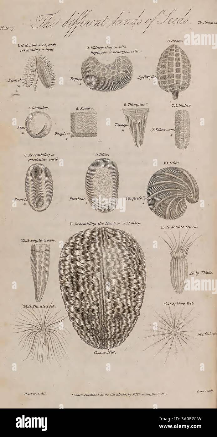 Remarkable diversity in seed morphology hi-res stock photography and ...