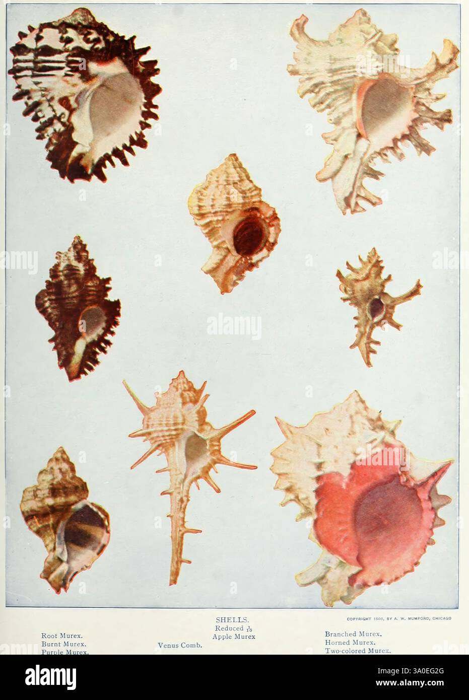 Apple murres hi-res stock photography and images - Alamy